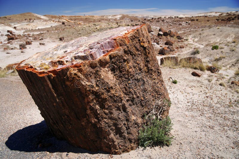 Petrified log stock image. Image of earth, dead, aridity - 24113423