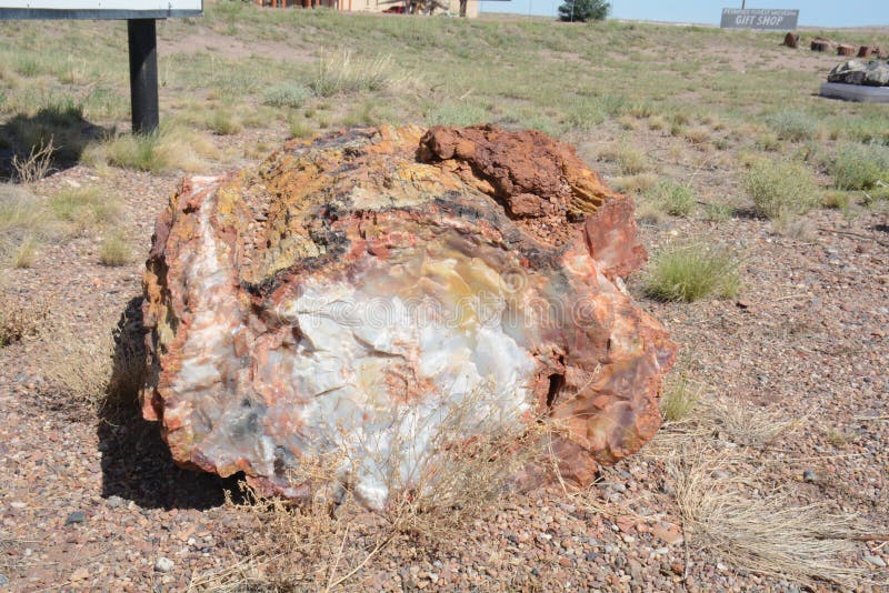 Petrified Log in Petrified Forest National Park Editorial Stock Image ...