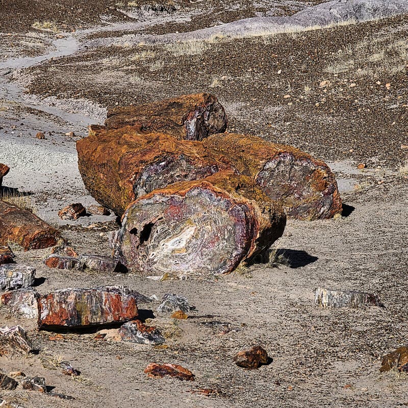 Petrified Rock Nature Explore Rock Stock Photo - Image of nature, rock ...