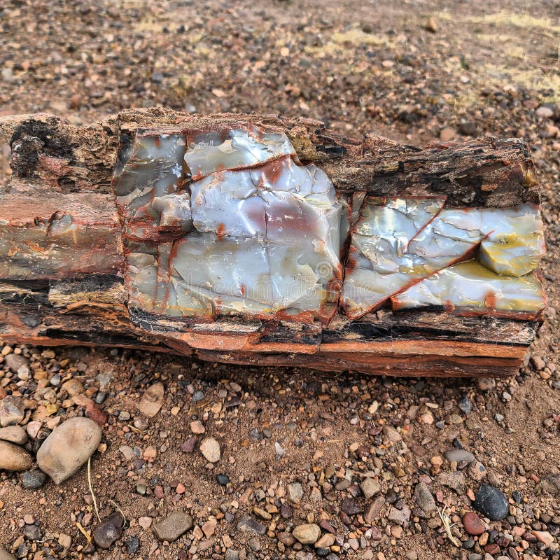 Petrified Rock Nature Explore Rock Stock Photo - Image of insect, leaf ...