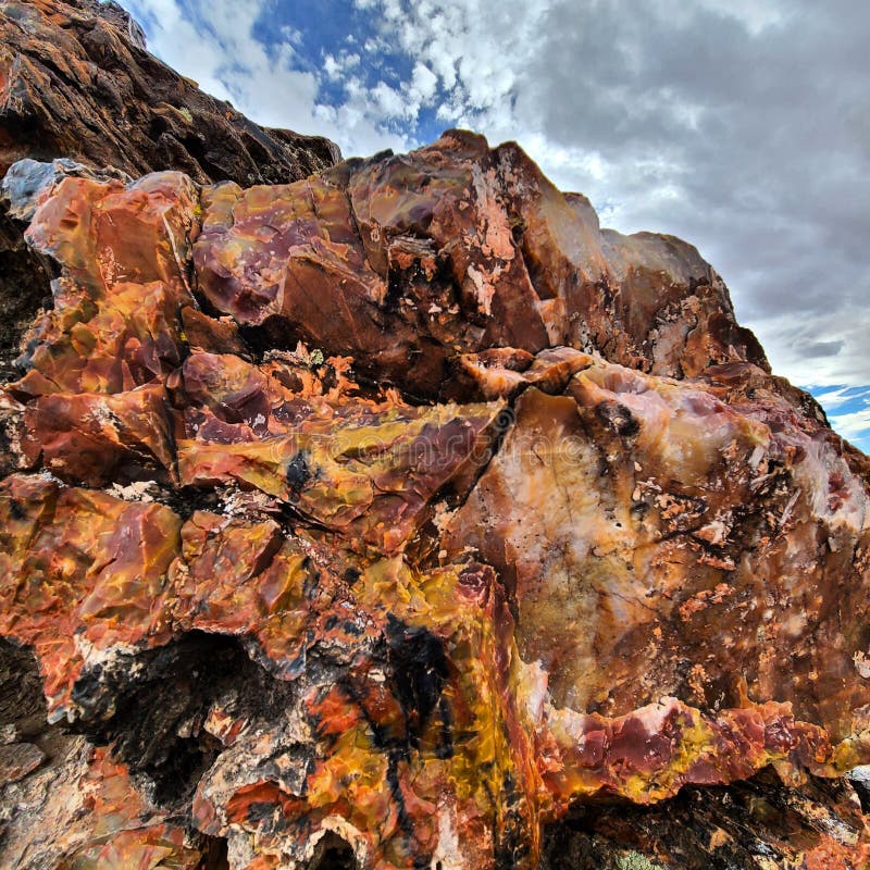 Petrified rocks wood stock image. Image of rock, coast - 257048471