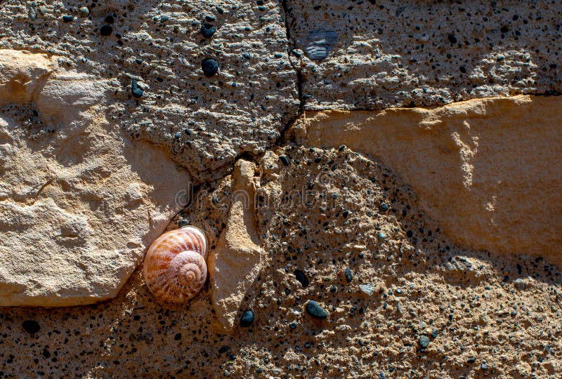 Petrified Shell on the Stone Stock Image - Image of rock, aqueduct ...