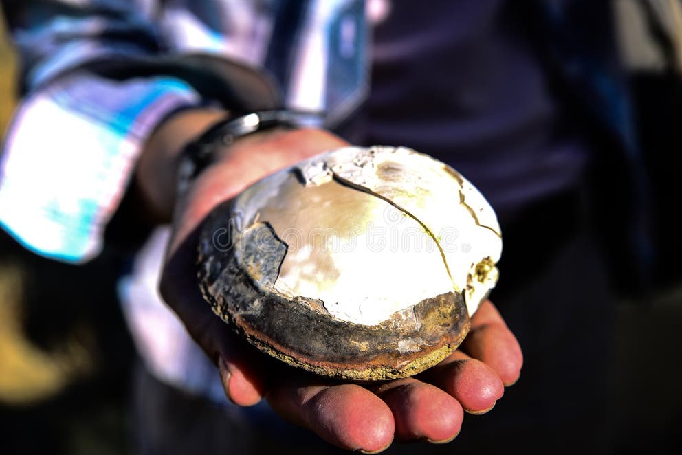 Petrified shell stock image. Image of aral, petrified - 82106091