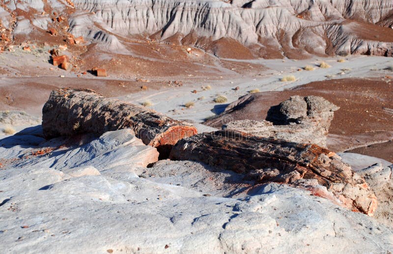 Petrified tree stock photo. Image of park, geology, museum - 12944222