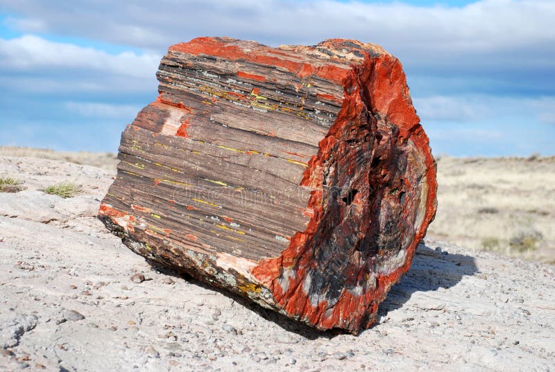 Petrified Tree Stock Photography - Image: 12944222