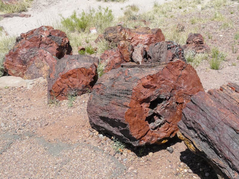 Petrified Tree in Petrified Forest National Park Stock Image - Image of ...