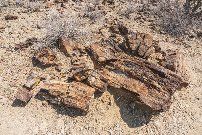 Petrified tree remains stock image. Image of namibia - 214328855
