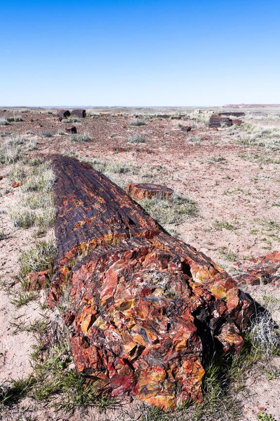Petrified Tree Trunk Laying on the Desert Stock Image - Image of ...