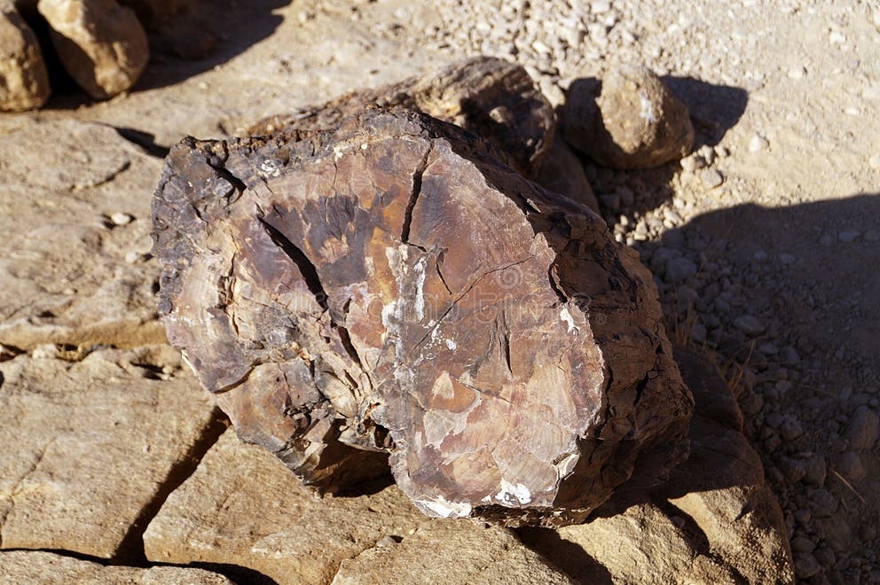 Petrified Tree Trunk, Outjo, Namibia Stock Image - Image of adventure ...
