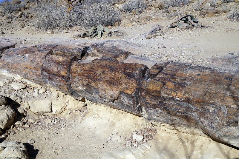 Petrified Tree Trunk, Outjo, Namibia Stock Photo - Image of tree ...