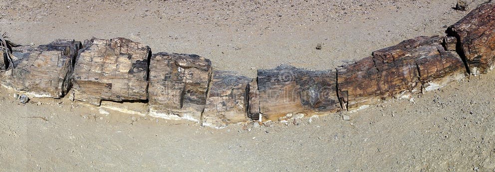 Petrified Tree Trunk, Outjo, Namibia Stock Image - Image of adventure ...
