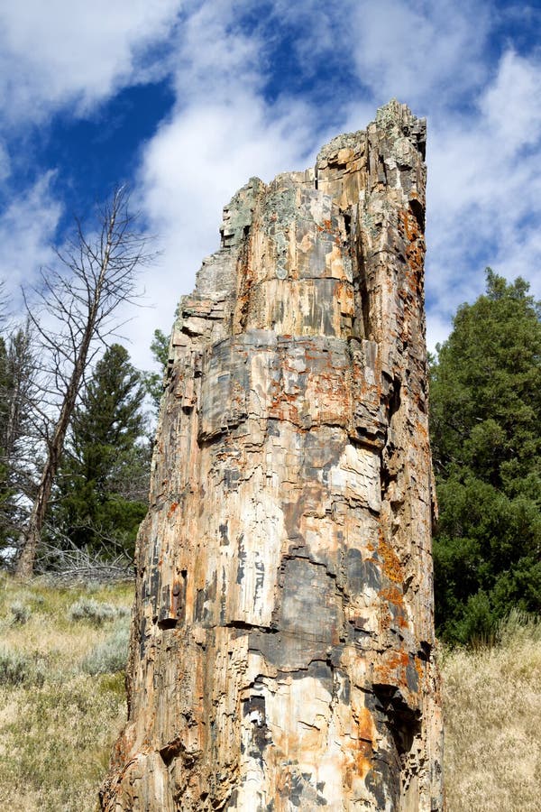 Petrified Tree: Yellowstone National Park Stock Photo - Image of ...