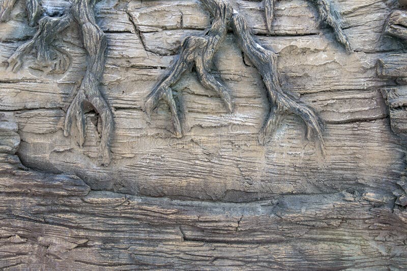 Petrified Tree Wood Background, Backdrop of Old Tree with Roots Stock ...