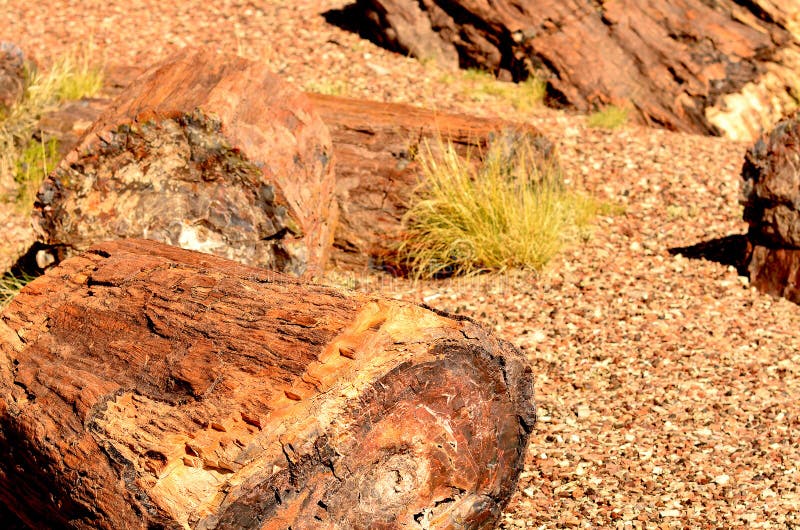 Petrified Trees Petrified Forest Arizona Stock Photo - Image of ...