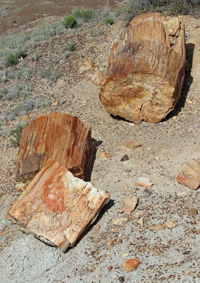 Petrified Wood stock image. Image of apache, fossils - 64591533