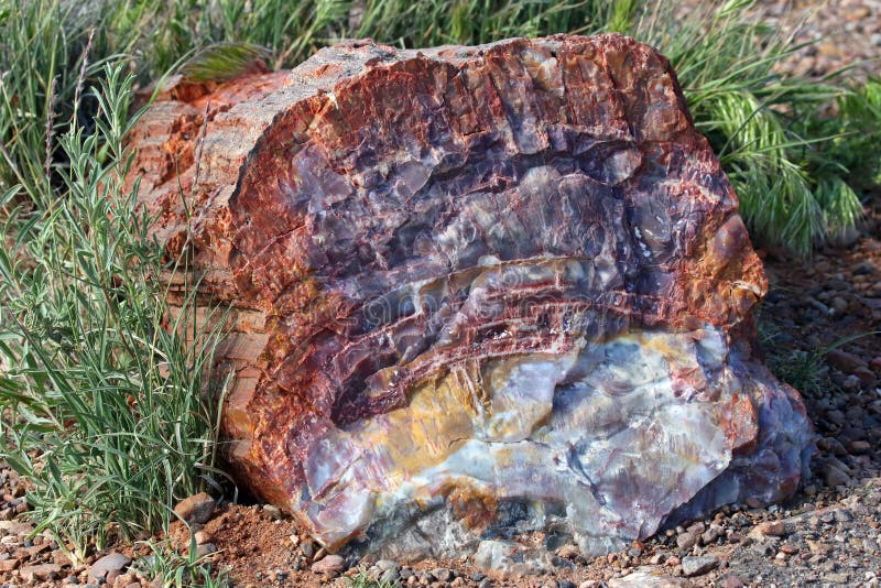 Petrified Wood stock photo. Image of apache, logs, flora - 64592640