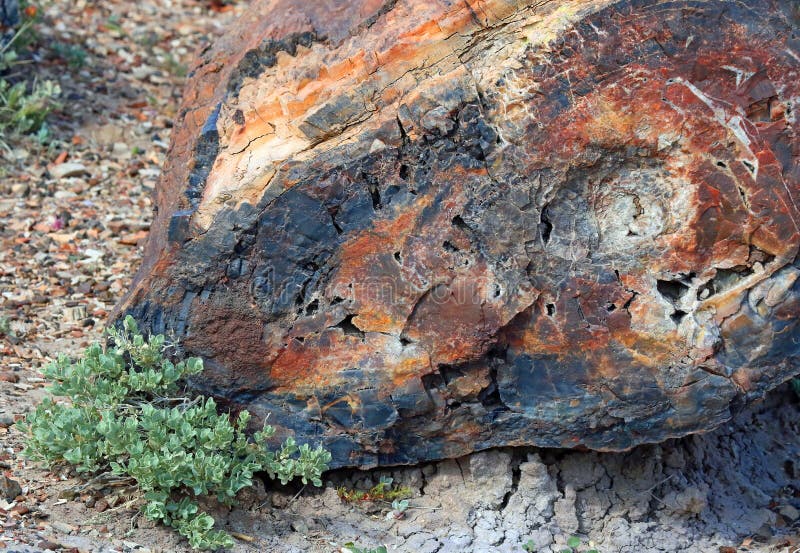 Petrified Wood stock image. Image of colorful, harden - 64592817