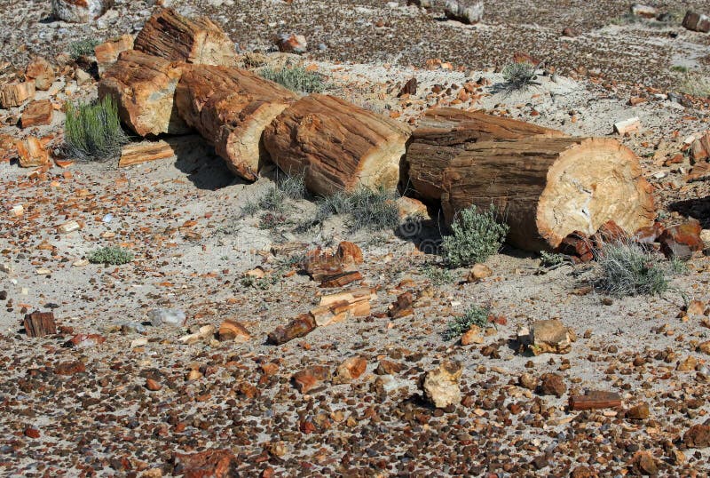 Broken Fossilized Tree Log Segments Stock Photos - Free & Royalty-Free ...