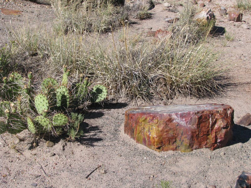 Petrified wood stock image. Image of colors, stone, cactus - 74309521