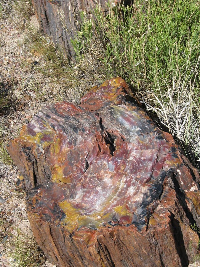 Petrified wood stock image. Image of bedrock, outcrop - 74309481