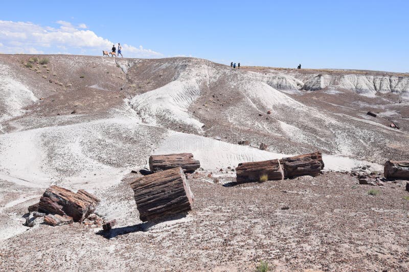Petrified Wood, Petrified Forest Arizona Editorial Photography - Image ...