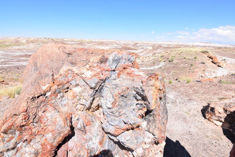 Petrified Wood, Petrified Forest Arizona Stock Photo - Image of trees ...