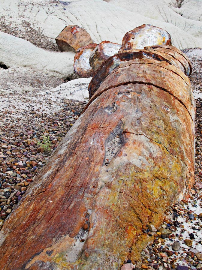 Petrified Wood stock photo. Image of petrified, park - 69181660