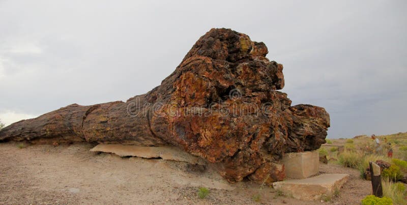 Petrified Wood stock photo. Image of park, mineral, prehistoric - 69181772