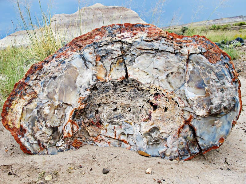 Petrified Wood stock photo. Image of petrified, park - 69181660