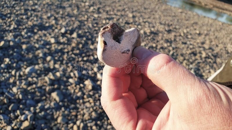 Petrified wood, stone stock photo. Image of petrified - 164280648