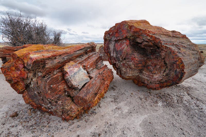 Petrified Wood Of Triassic Period In Petrified Forest Stock Image ...