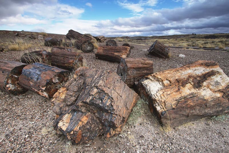 Petrified Wood of Triassic Period in Petrified Forest Stock Photo ...