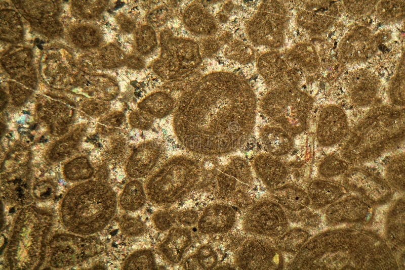 Thin Section of Paleozoic Limestone Under the Microscope Stock Image ...