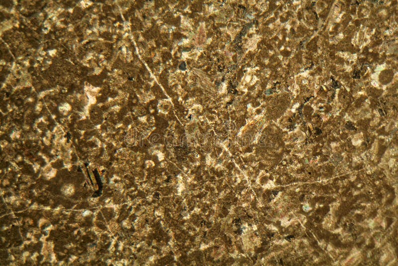 Thin Section of Limestone Under the Microscope Stock Photo - Image of ...