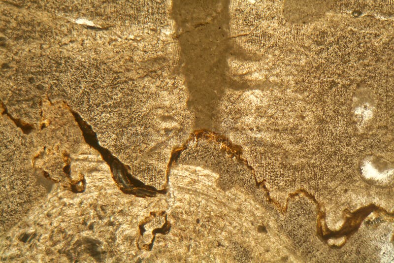 Thin Section of Triassic Carbonate Under the Microscope Stock Image ...