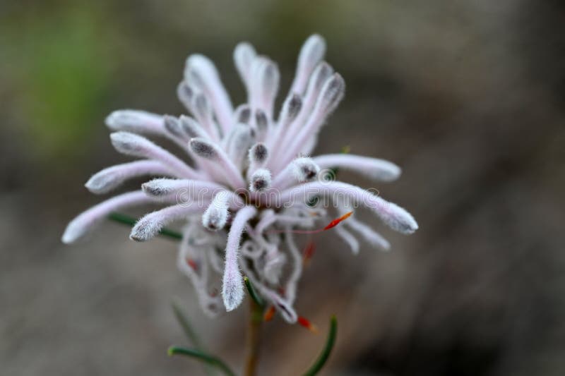 Petrophile Linearis Pixie Mops Wildflower Stock Photo - Image of green ...