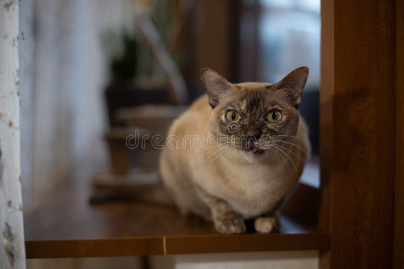 Pets. Angry Cat on the Window Stock Photo - Image of goden, care: 177649756