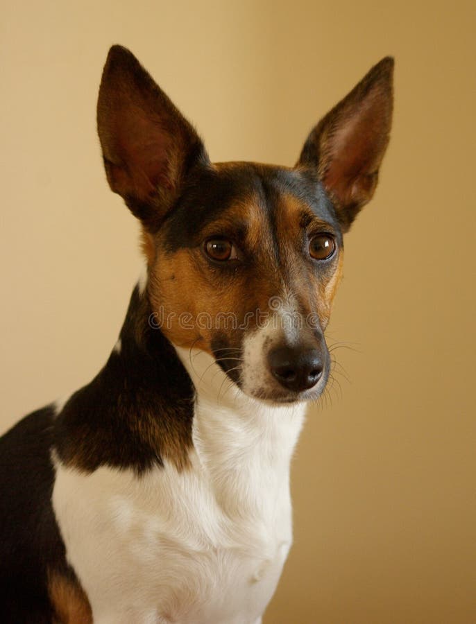 Angus the Chilled Out Dog #1 Stock Photo - Image of domestic, angus ...