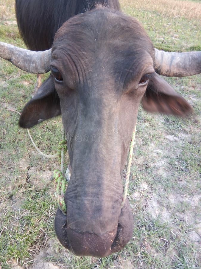 Pets Beauty stock photo. Image of buffalo, face, pets - 97500774