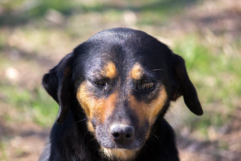 Pets. Black Dog without Breed from the Street Stock Photo - Image of ...