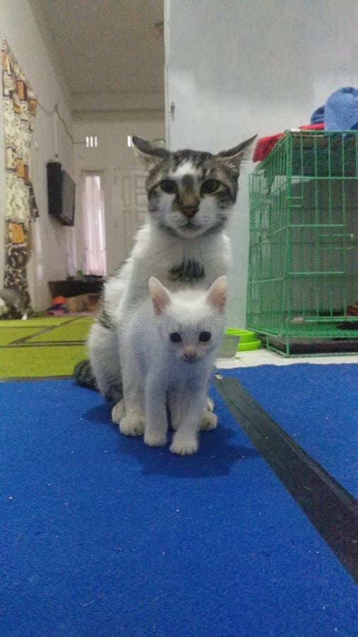 Pets, Cat , Family, Father and Son , Stock Image - Image of father ...