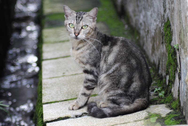 Cat with sharp eyes stock image. Image of mammals, kitten - 208453029