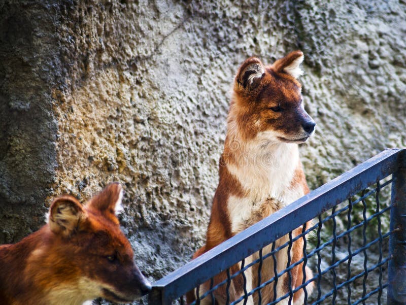 Pets of dhole stock image. Image of moscow, nature, fauna - 33437629