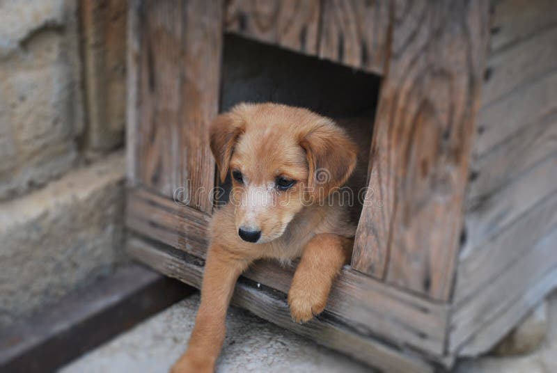 Pets - Dog Sitting in a Box in the Yard Stock Photo - Image of jacket ...
