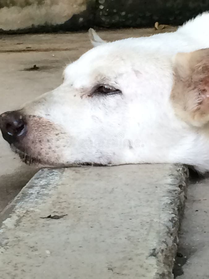 Pets, Dogs, Cute, Loyal, Protective. Stock Image - Image of loyal ...