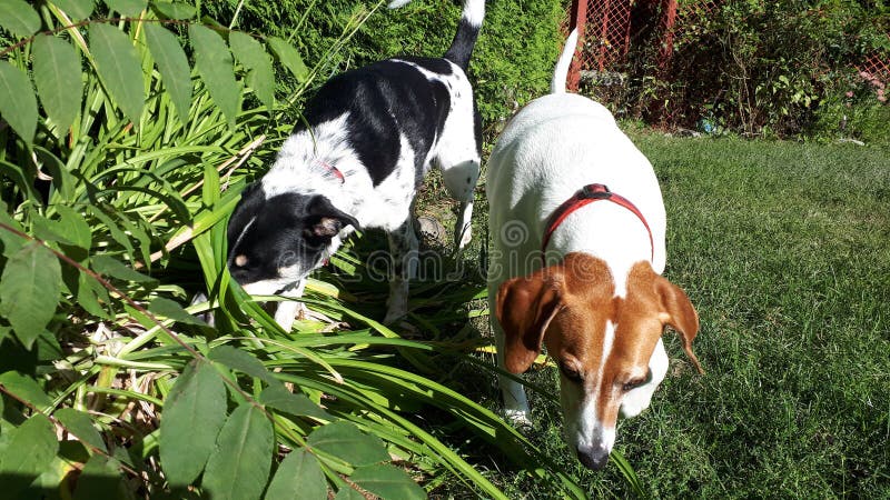 Pets dogs nature stock photo. Image of terrier, mammal - 198337630