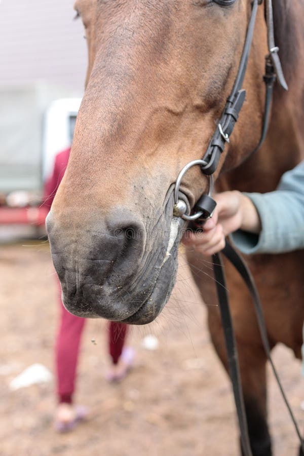 Muzzle of a Brown Horse in a Harness Close-up. Selective Focus Stock ...