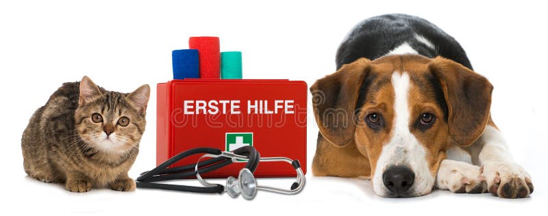 Pets first aid stock photo. Image of cases, animals, stethoscope - 71586576