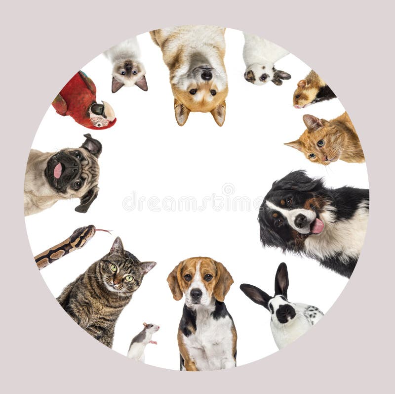 Pets Forming a Circle Around Copy Space, Looking Curious Stock Photo ...