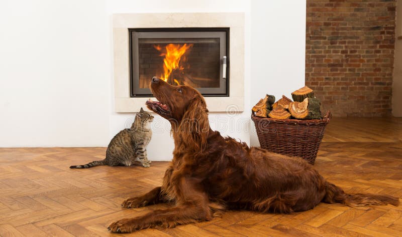 Pets in front of fireplace stock image. Image of hair - 52023567